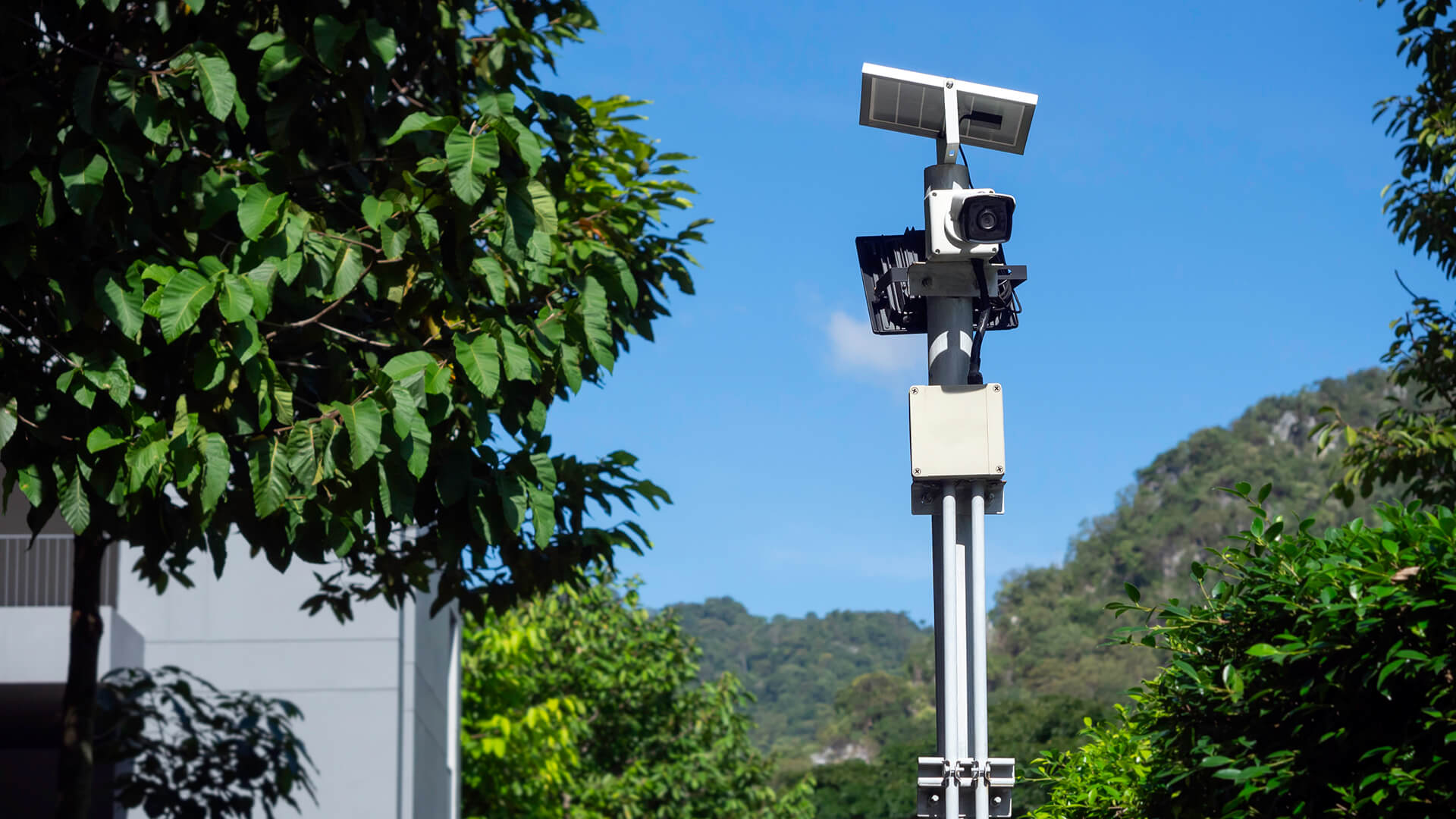 Are AI cameras redefining the landscape of nature surveillance? - Tech ...