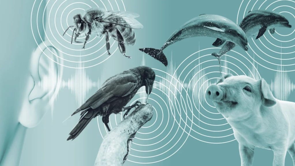 Researchers train AI to understand animal emotions - Tech Edition