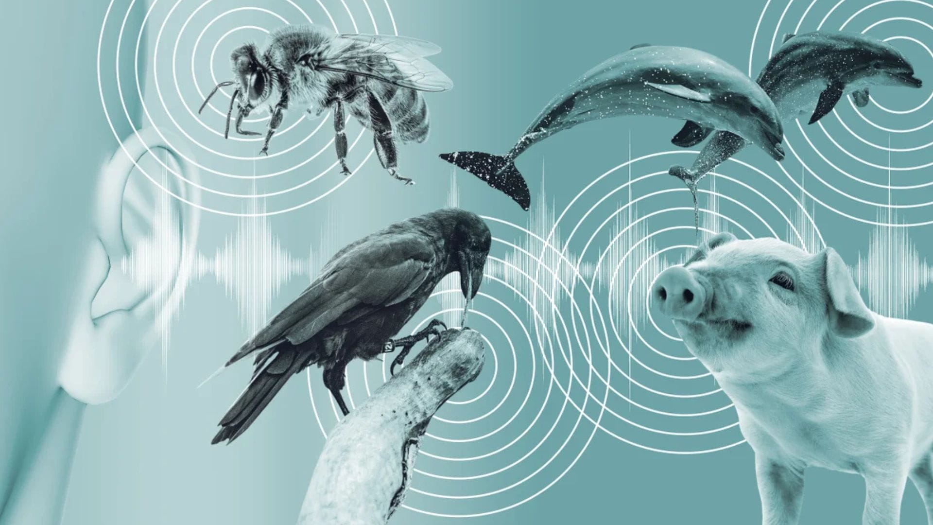 Researchers train AI to understand animal emotions - Tech Edition Researchers train AI to understand animal emotions - Tech Edition